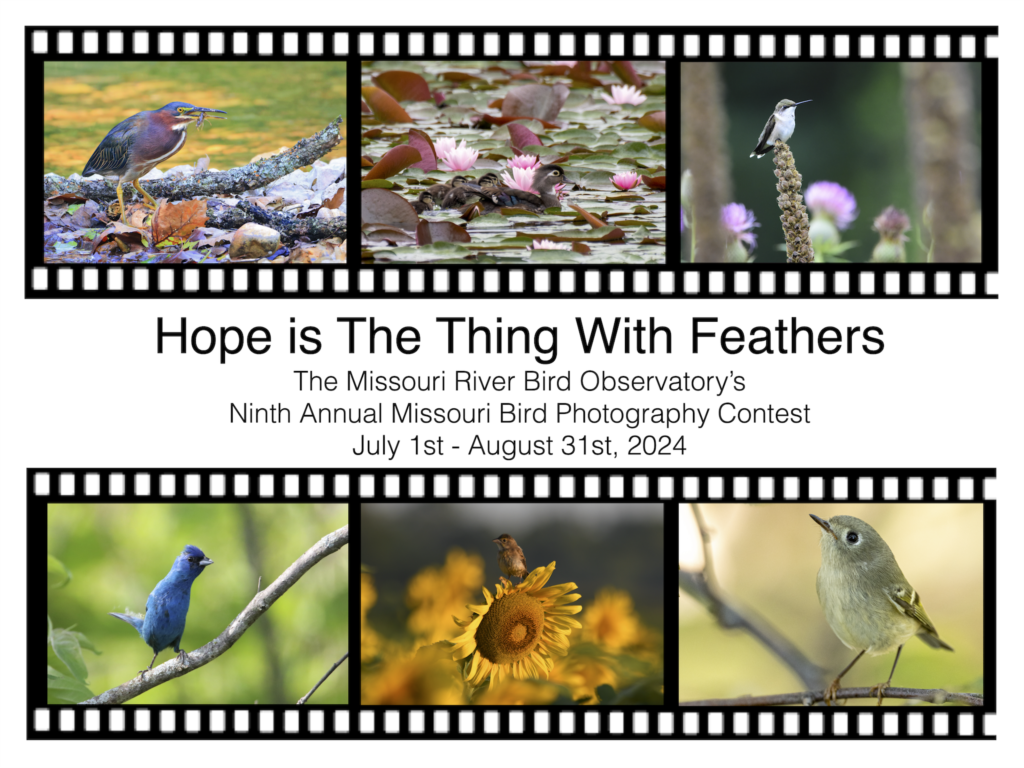 2024 MRBO Photo Contest